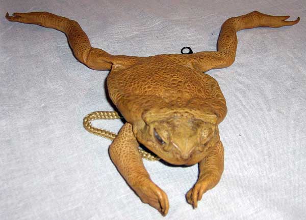 Toad Neck Purse with 4 legs - Toad Factory - Buy Exotic Skins & Leathers